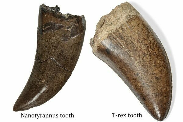 Nanotyrannus: The Tyrannosaur Dwarf Tyrant - FossilEra.com