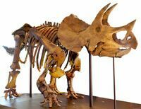 List of State Fossils - FossilEra.com