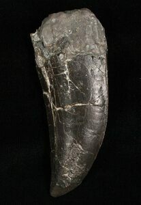 About Dinosaur Teeth - FossilEra.com