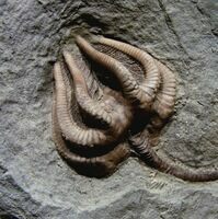 List of State Fossils - FossilEra.com