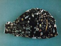 List of State Fossils - FossilEra.com