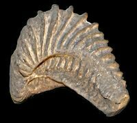 List of State Fossils - FossilEra.com