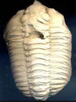 List of State Fossils - FossilEra.com