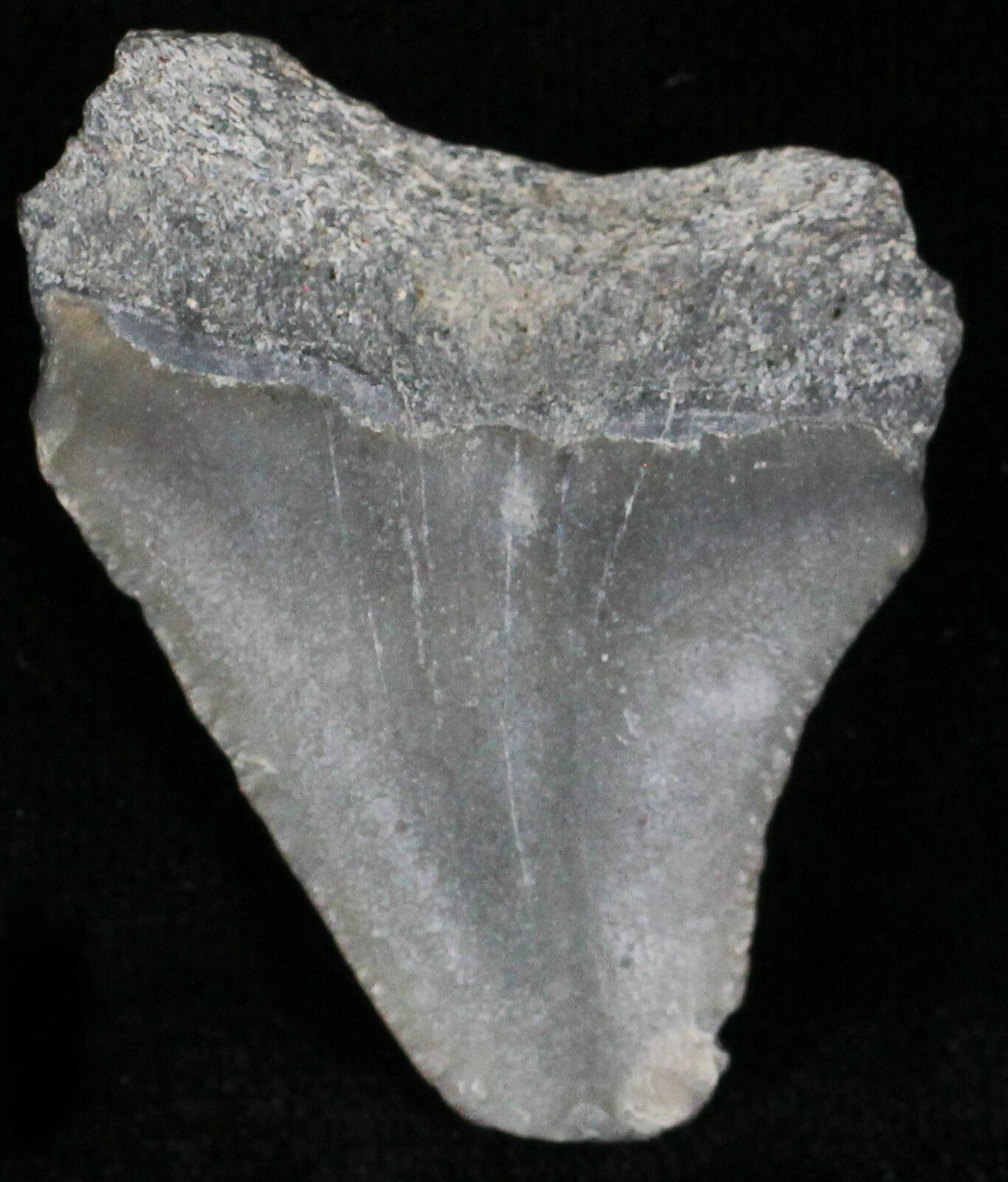 Bargain Bone Valley Megalodon Tooth (#3816) For Sale - FossilEra.com