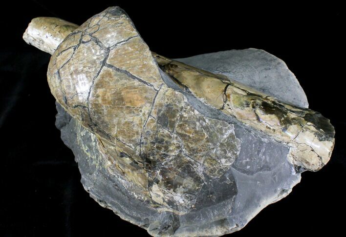 12" Baculites in Concretion With Giant Clam - South Dakota (#22798) For ...