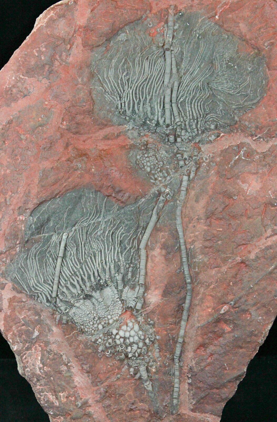 24x18" Scyphocrinites Crinoid Plate - Morocco (#22847) For Sale ...