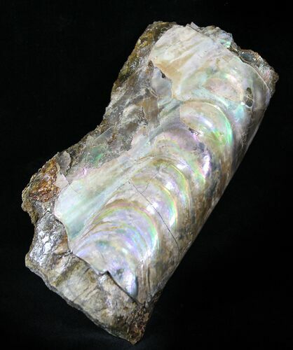 Brilliantly Iridescent, 4.8" Baculites Section - South Dakota (#22802 ...
