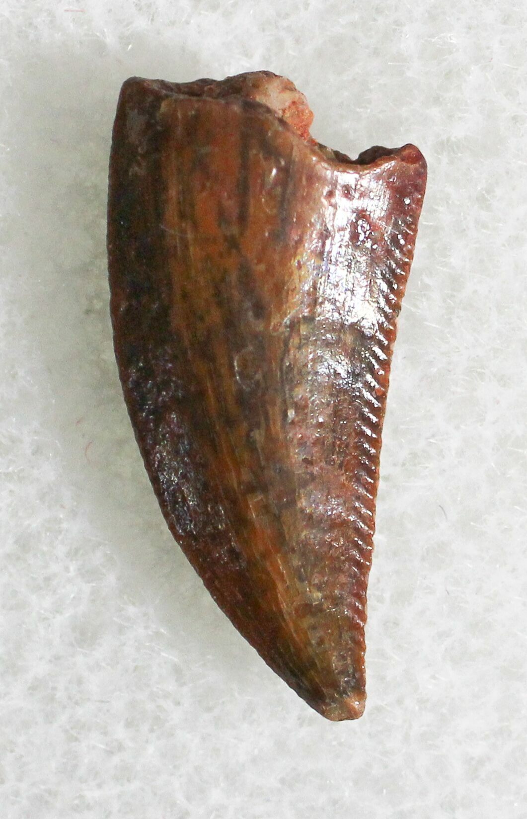Authentic Raptor Tooth From Morocco - .53" (#23000) For Sale ...