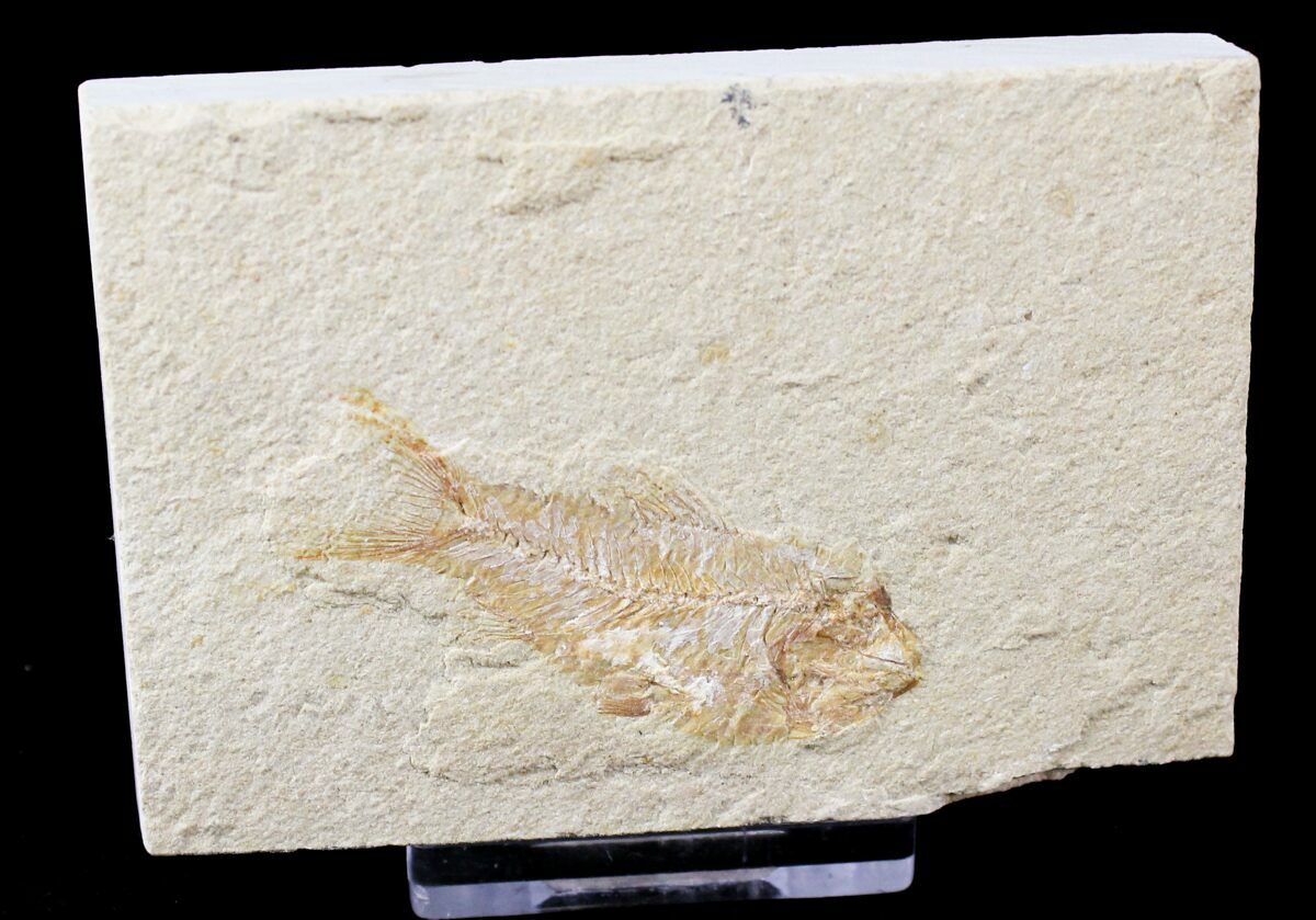 Orange 2" Armigatus Fossil Fish - Lebanon (#23122) For Sale - FossilEra.com