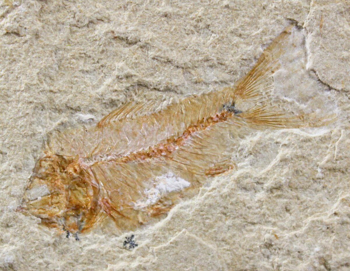 Orange 1.6" Armigatus Fossil Fish - Lebanon (#23123) For Sale ...