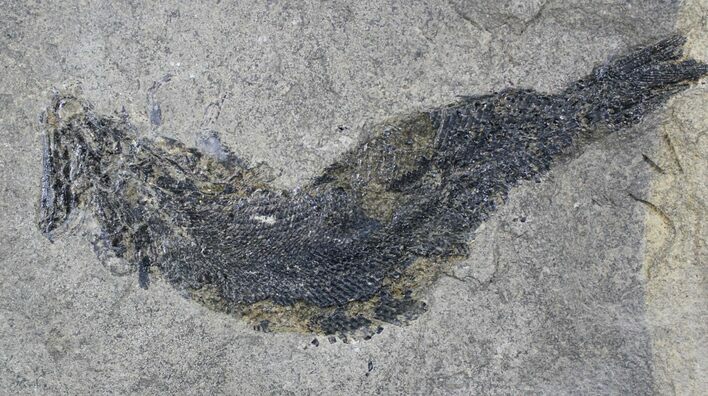 6.2" Permian Fish (Palaeoniscus) (#23221) For Sale - FossilEra.com