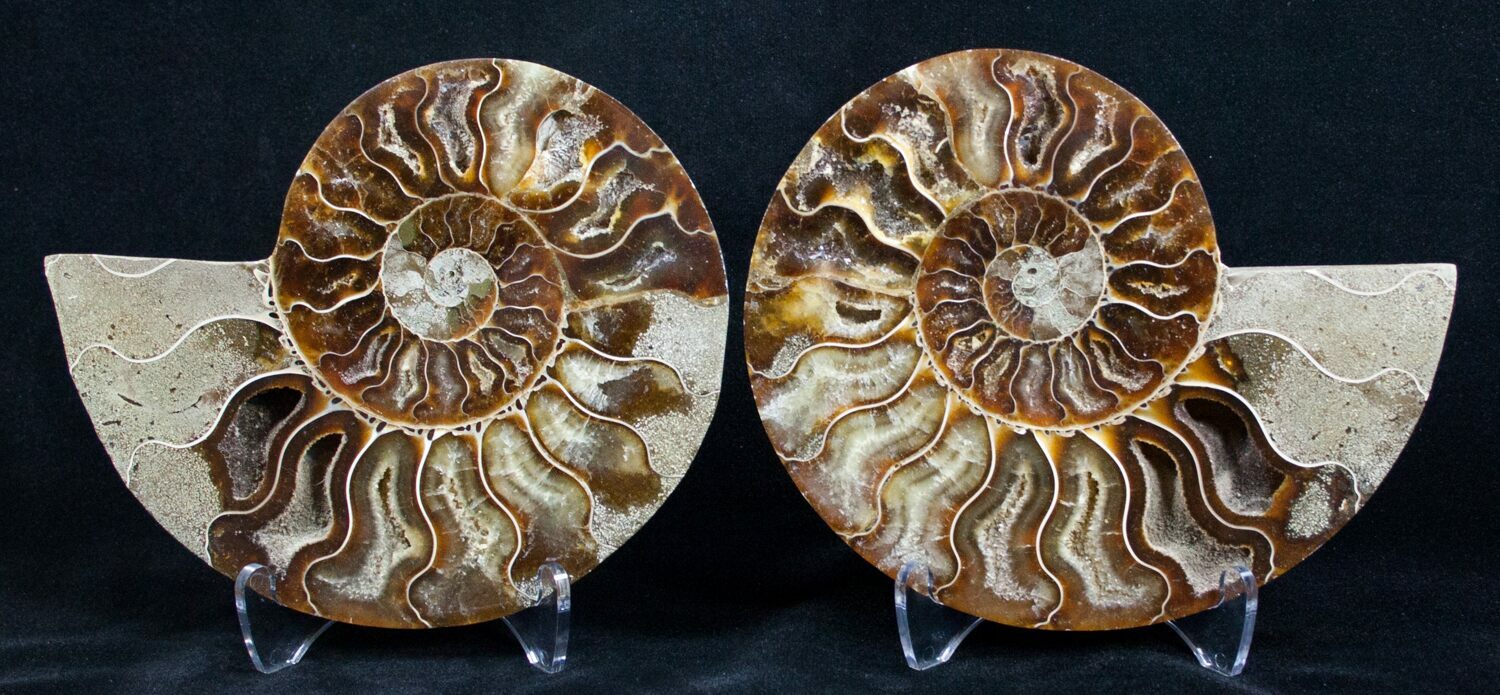 5 1/4 Inch Split Ammonite Pair (#3331) For Sale - FossilEra.com