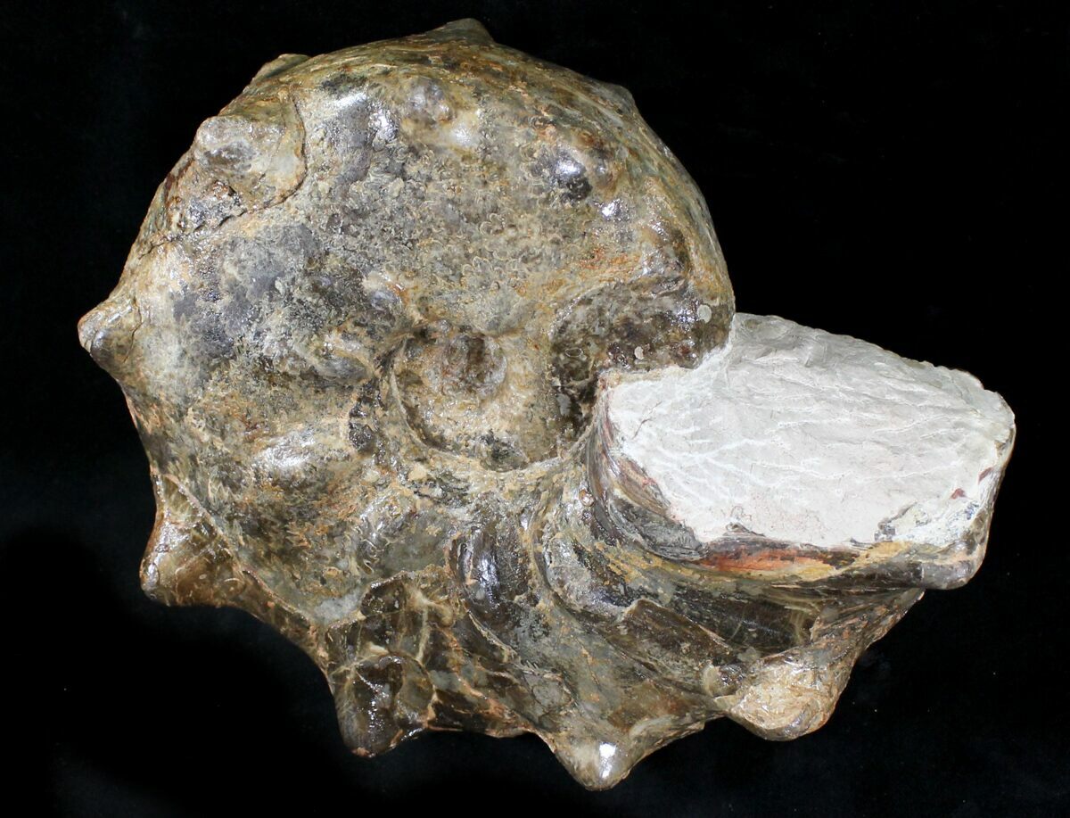 Large 8" Mammites Ammonite - Goulmima, Morocco (#23355) For Sale ...