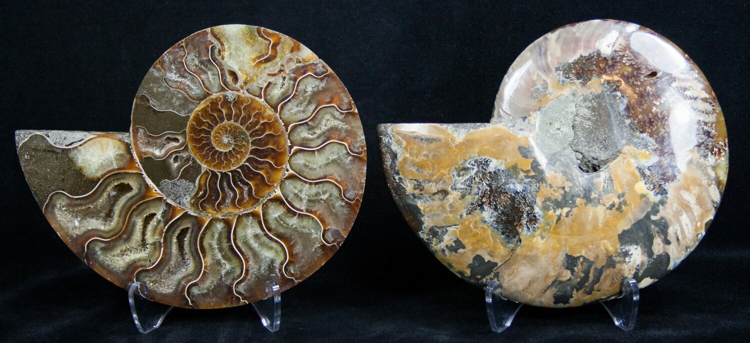 Beautiful 5 1/2 Inch Split Ammonite Pair (#3335) For Sale - FossilEra.com