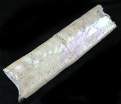 About Ammonites - FossilEra.com