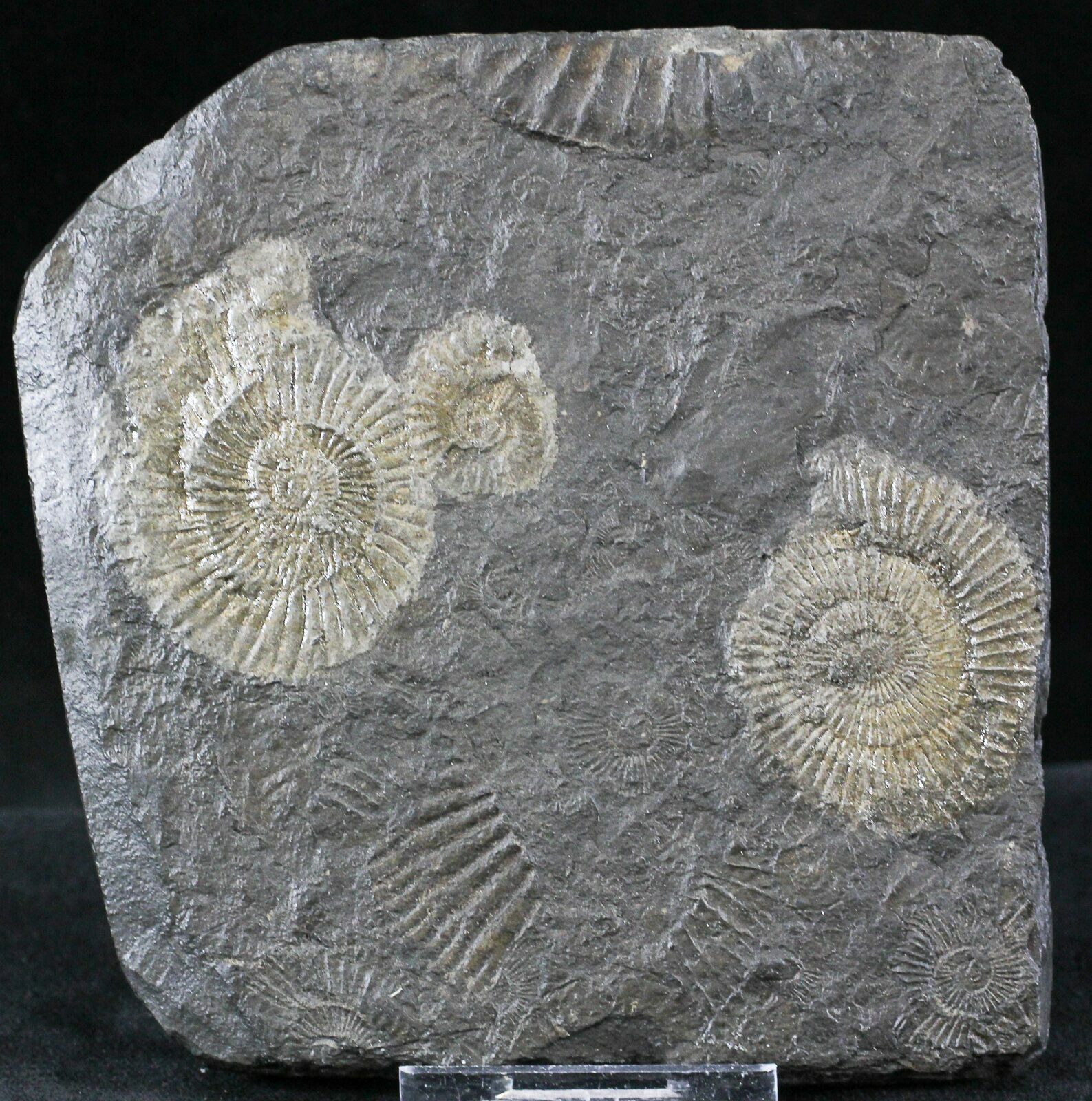 Dactylioceras Ammonites - Posidonia Shale (#23190) For Sale - FossilEra.com
