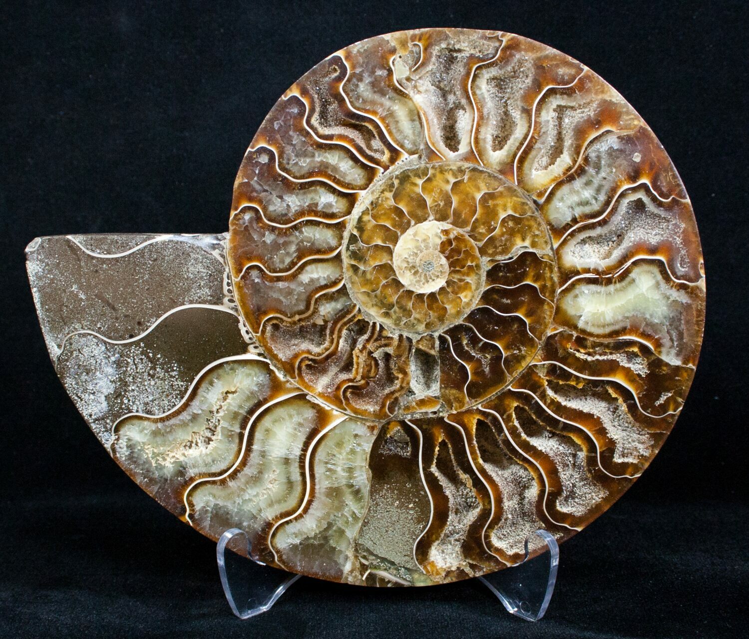 5.9 Inch Split Ammonite (Half) (#3338) For Sale - FossilEra.com