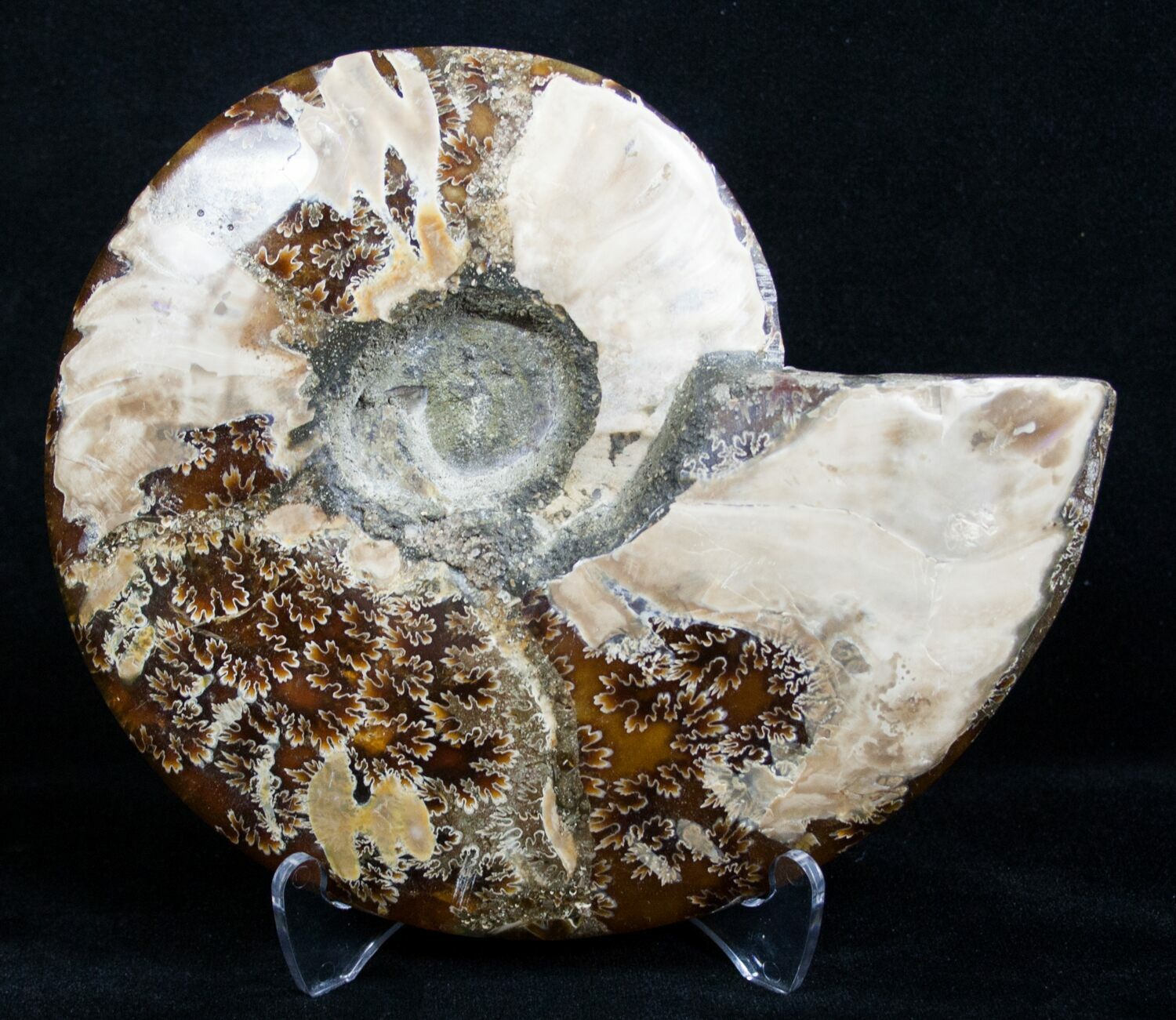 5.9 Inch Split Ammonite (Half) (#3338) For Sale - FossilEra.com