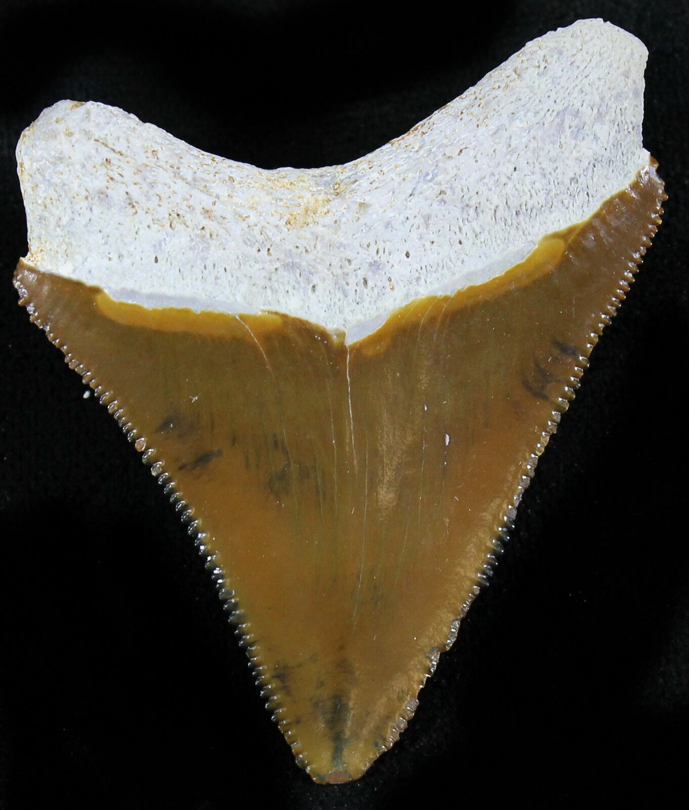 1.84" Bone Valley Megalodon Tooth (#23453) For Sale - FossilEra.com
