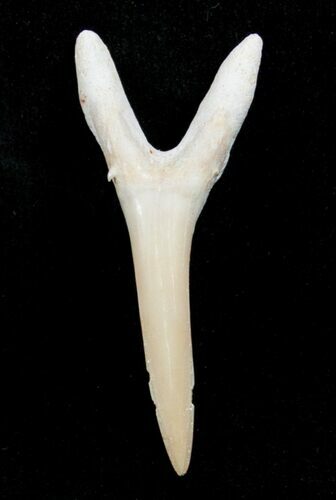 Striatolamia (Extinct Sand Tiger) Shark Tooth - Eocene (#3425) For Sale ...