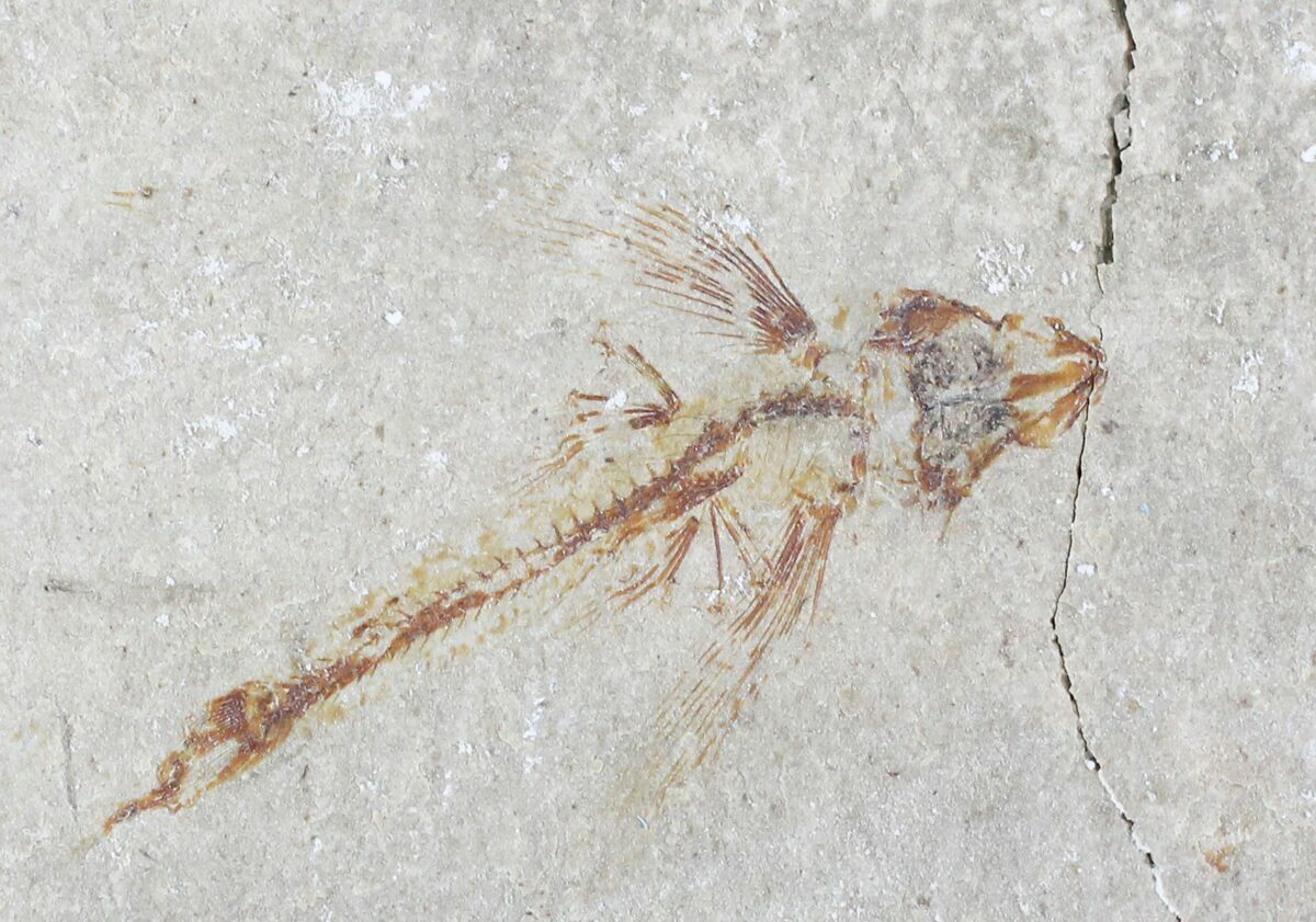 Fossil Flying Fish (Exocoetoides) - Lebanon (#24074) For Sale ...