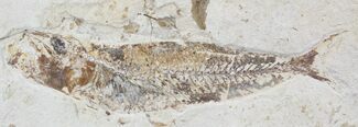 4.6" Jurassic Eryon (Decapod Crustacean) - Germany For Sale (#22448 ...