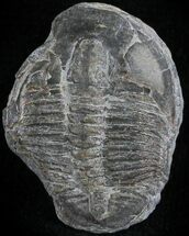 Great Modocia Typicalis - Marjum Formation For Sale (#1917) - FossilEra.com
