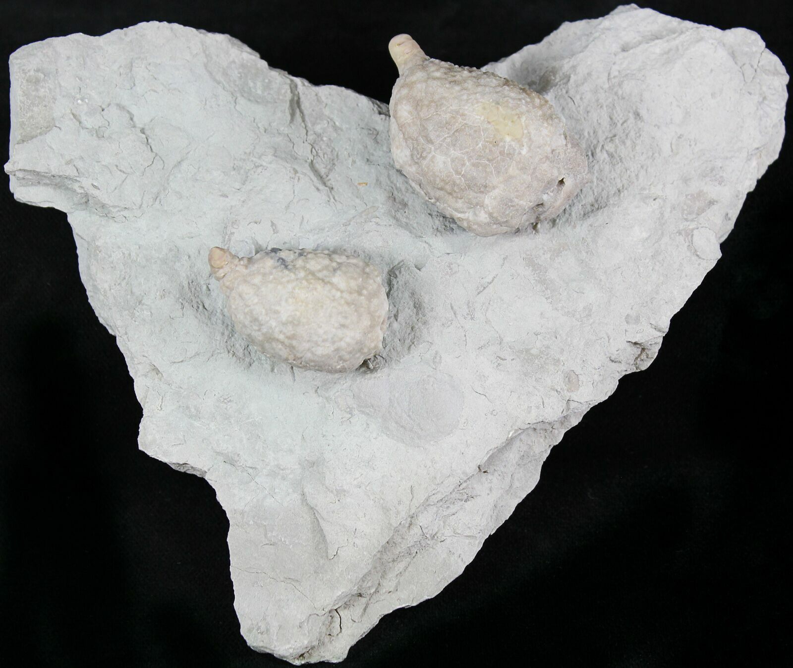 3D Cystoid (Holocystites) Fossil - Indiana (#25138) For Sale ...