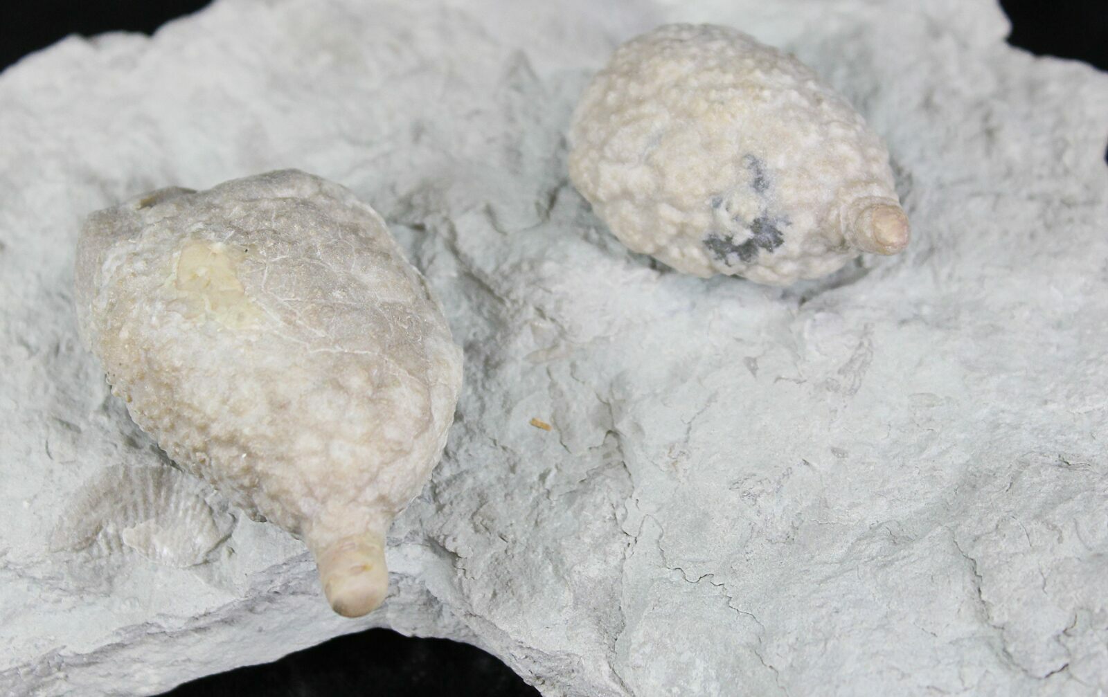 3D Cystoid (Holocystites) Fossil - Indiana (#25138) For Sale ...