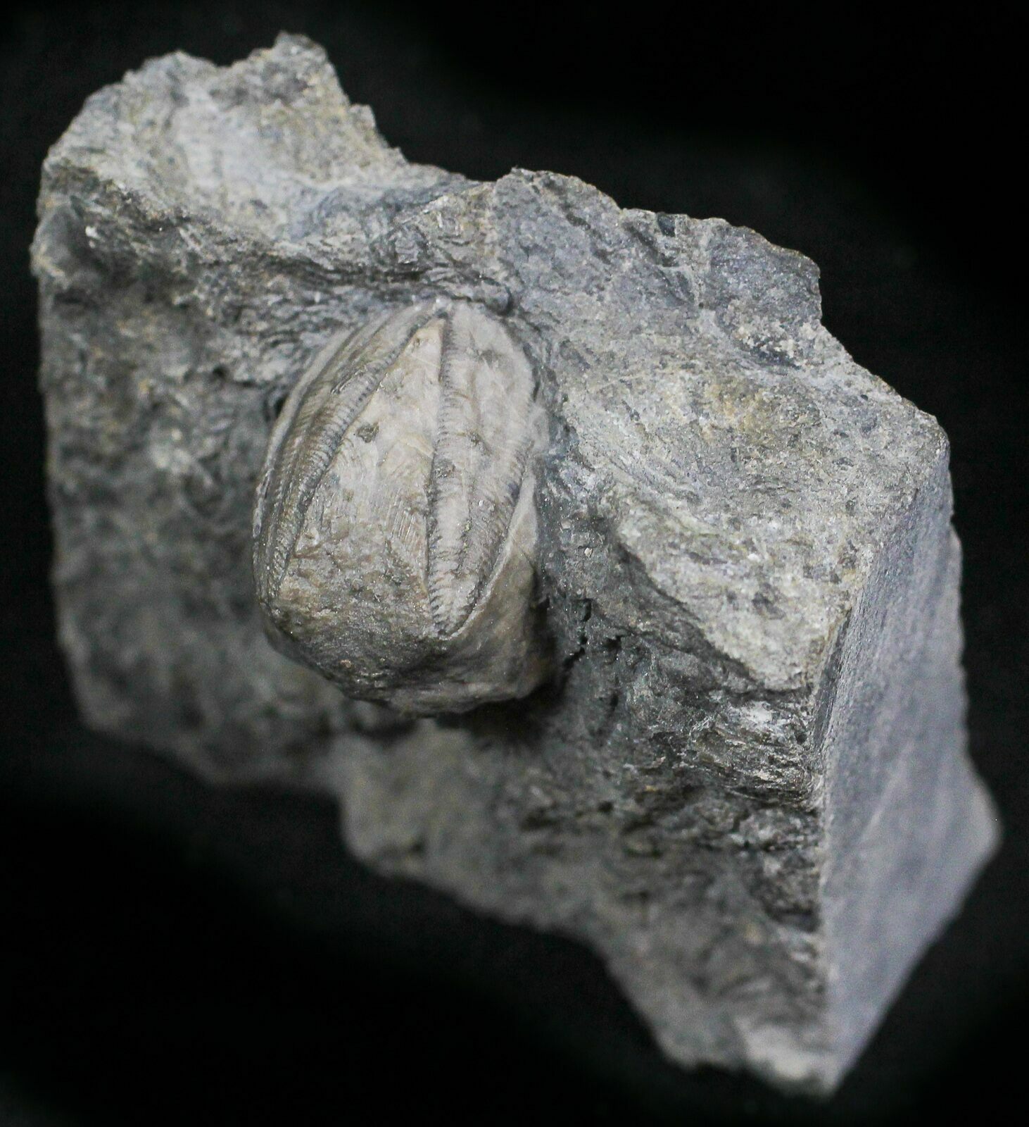 Blastoid (Pentremites) Plate - Oklahoma (#25386) For Sale - FossilEra.com