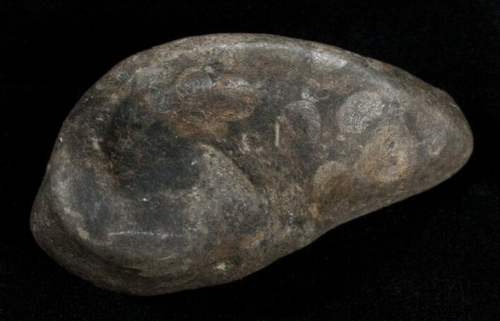 Fossil Cetacean (Whale) Ear Bone - Miocene (#3496) For Sale - FossilEra.com