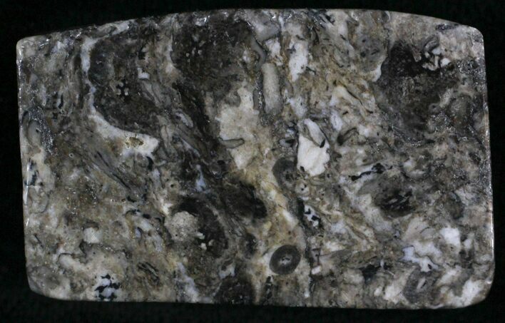 Rhynie Chert - Early Devonian Vascular Plant Fossils (#25802) For Sale ...