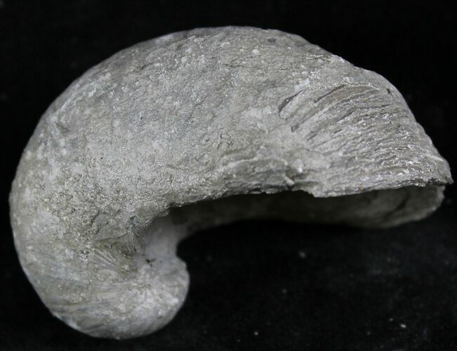 Gryphaea (Devil's Toenail) Fossil Oyster - Jurassic (#25972) For Sale ...