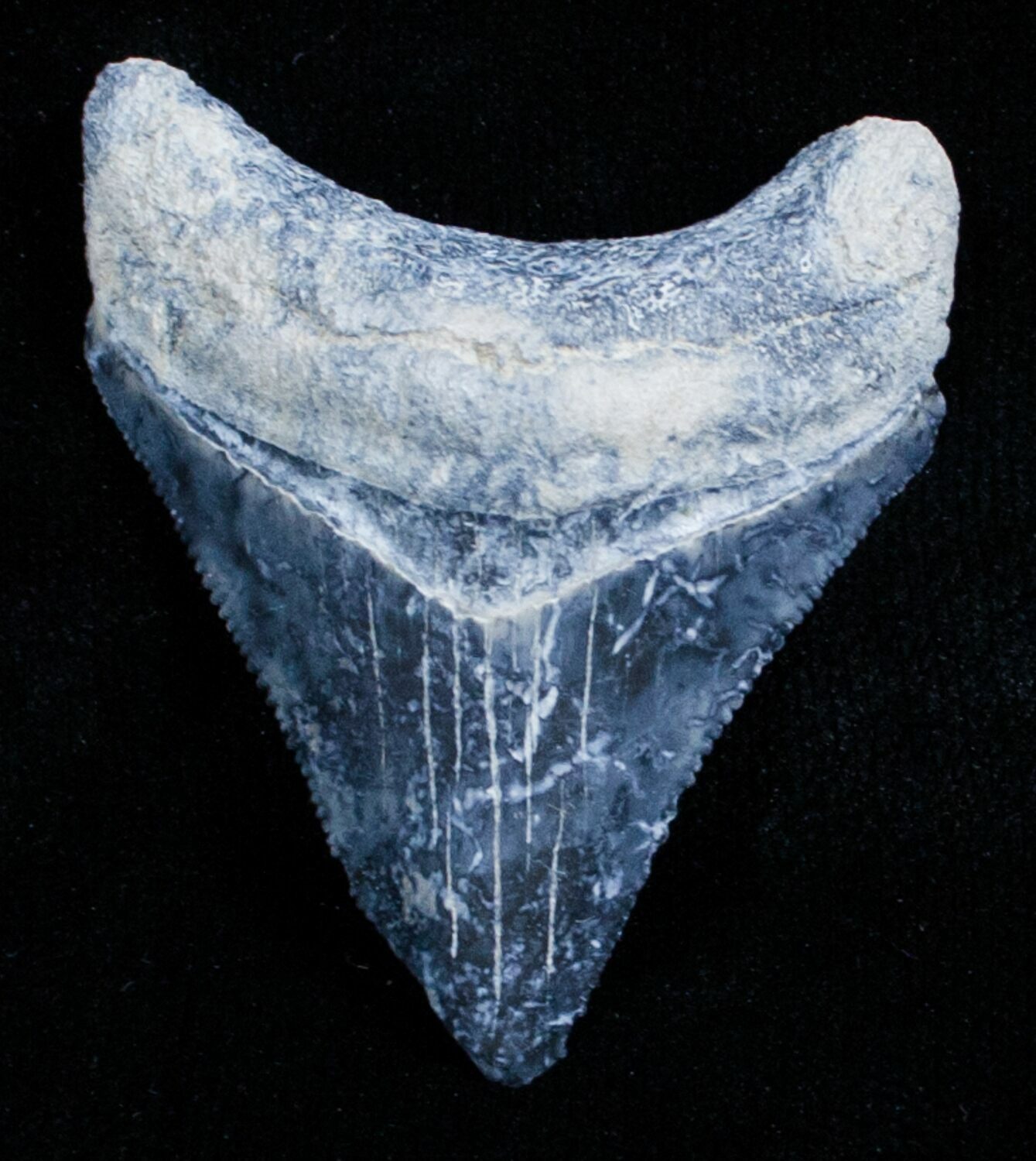 1.6 Inch Bone Valley Megalodon Tooth (#3549) For Sale - FossilEra.com
