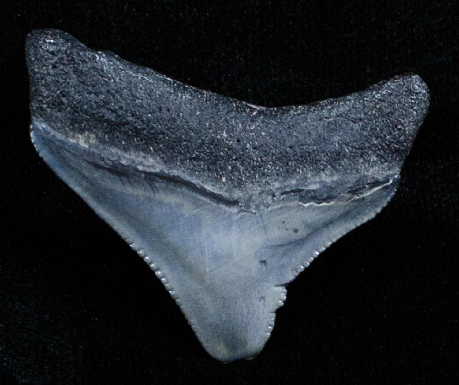 1.5" Bone Valley Megalodon Tooth For Sale (#3550) - FossilEra.com