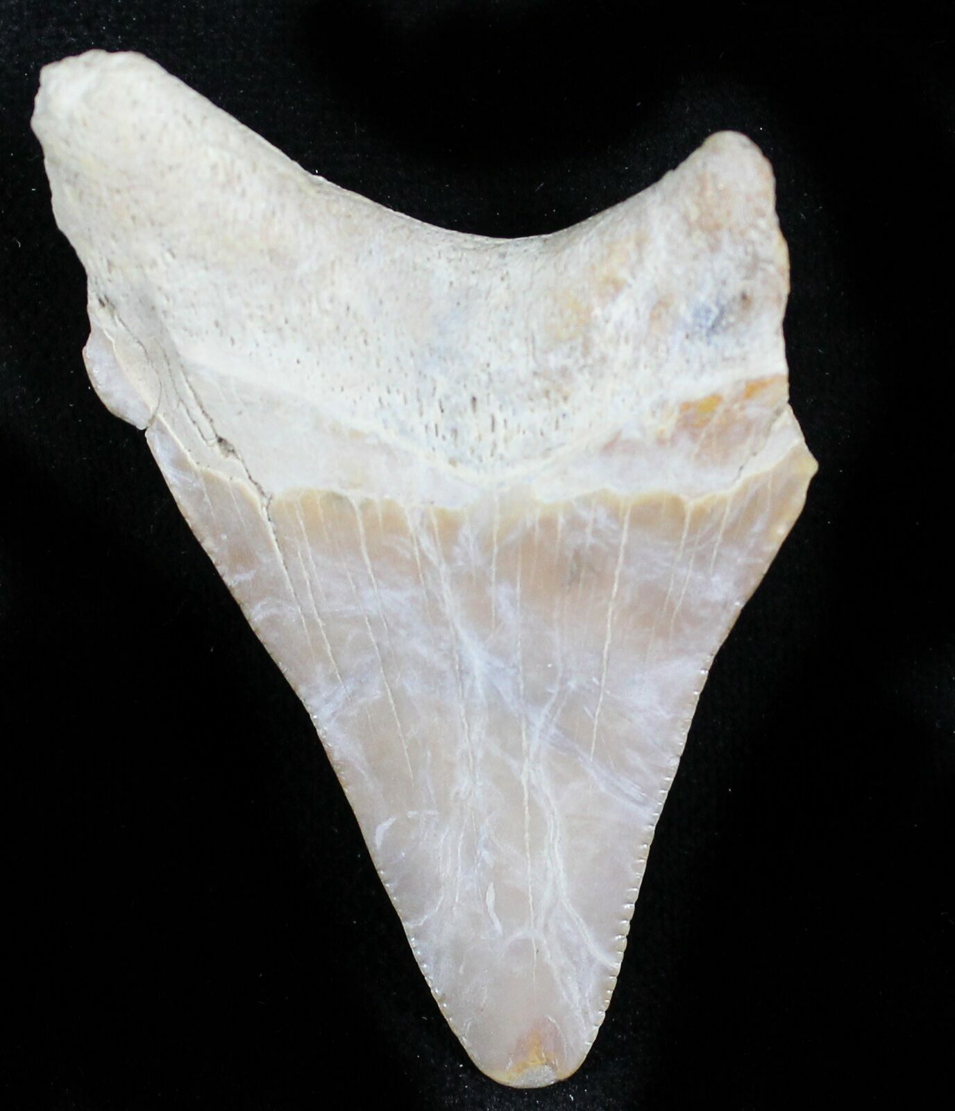 Summerville Angustiden Tooth - 2.13" (#28118) For Sale - FossilEra.com