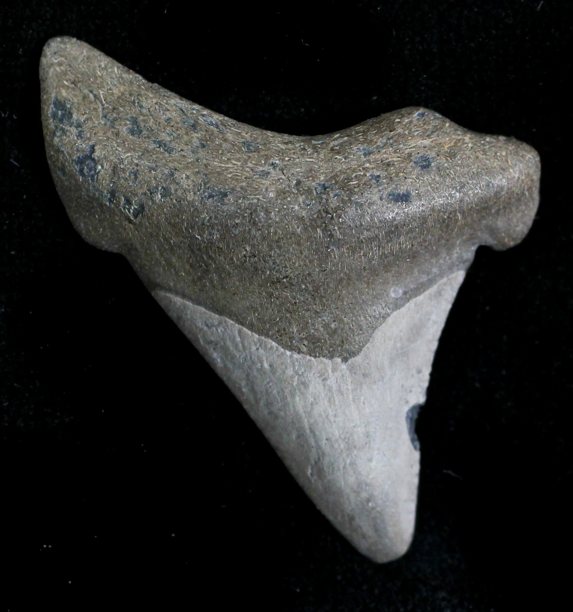 Bargain Angustiden Shark Tooth - 1.32" (#28234) For Sale - FossilEra.com