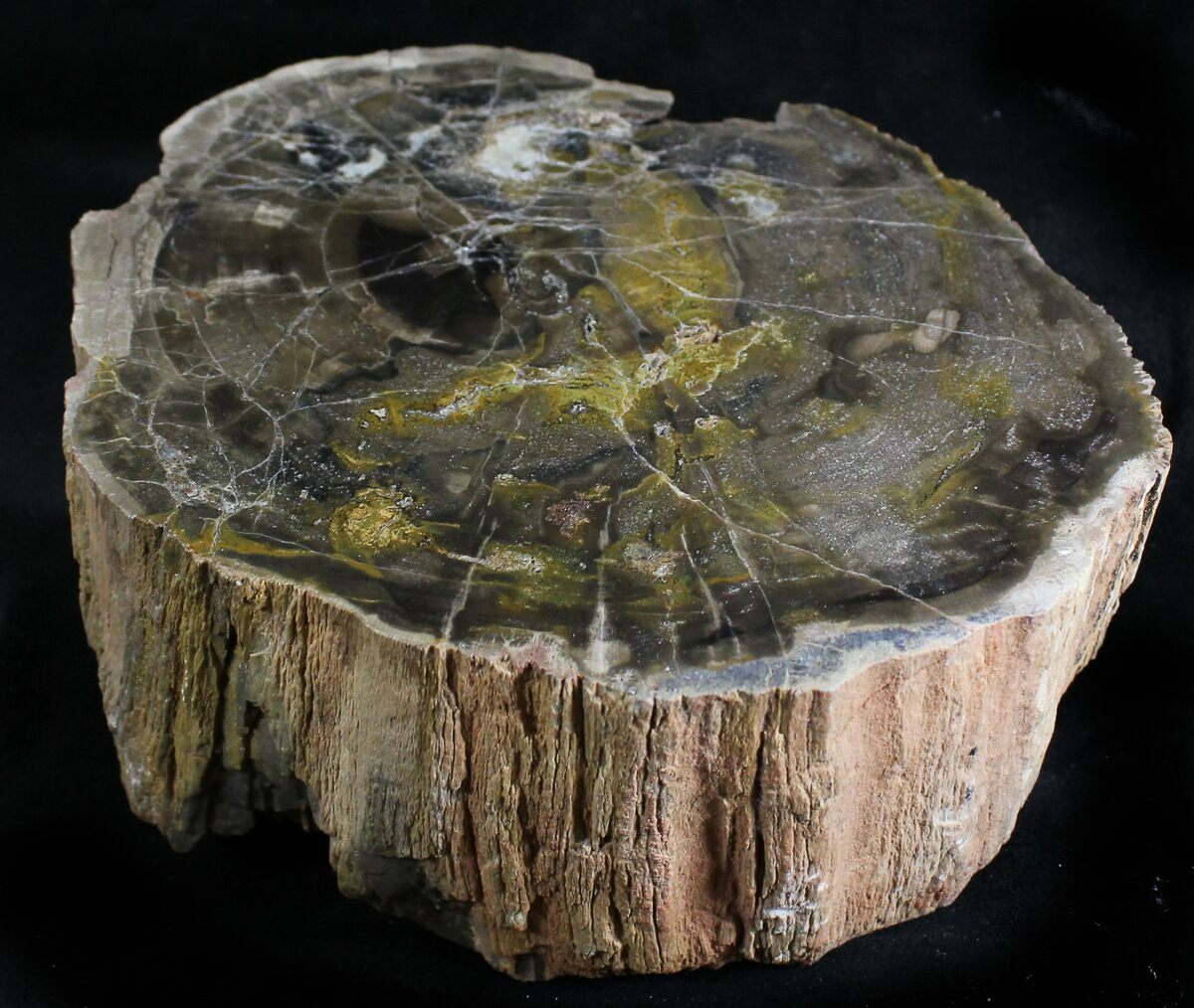 6.2" Petrified Wood (Sycamore) End Cut - Oregon (#28263) For Sale ...