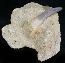 Reptile Fossils For Sale - FossilEra.com