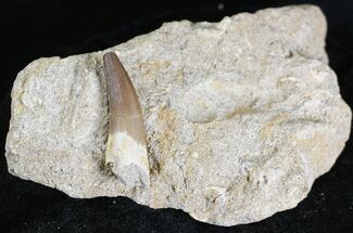 Reptile & Synapsids Fossils For Sale - FossilEra.com