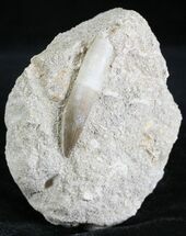Reptile & Synapsids Fossils For Sale - FossilEra.com