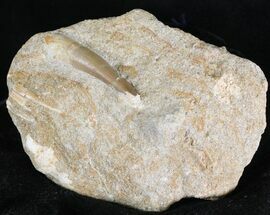 Reptile & Synapsids Fossils For Sale - FossilEra.com