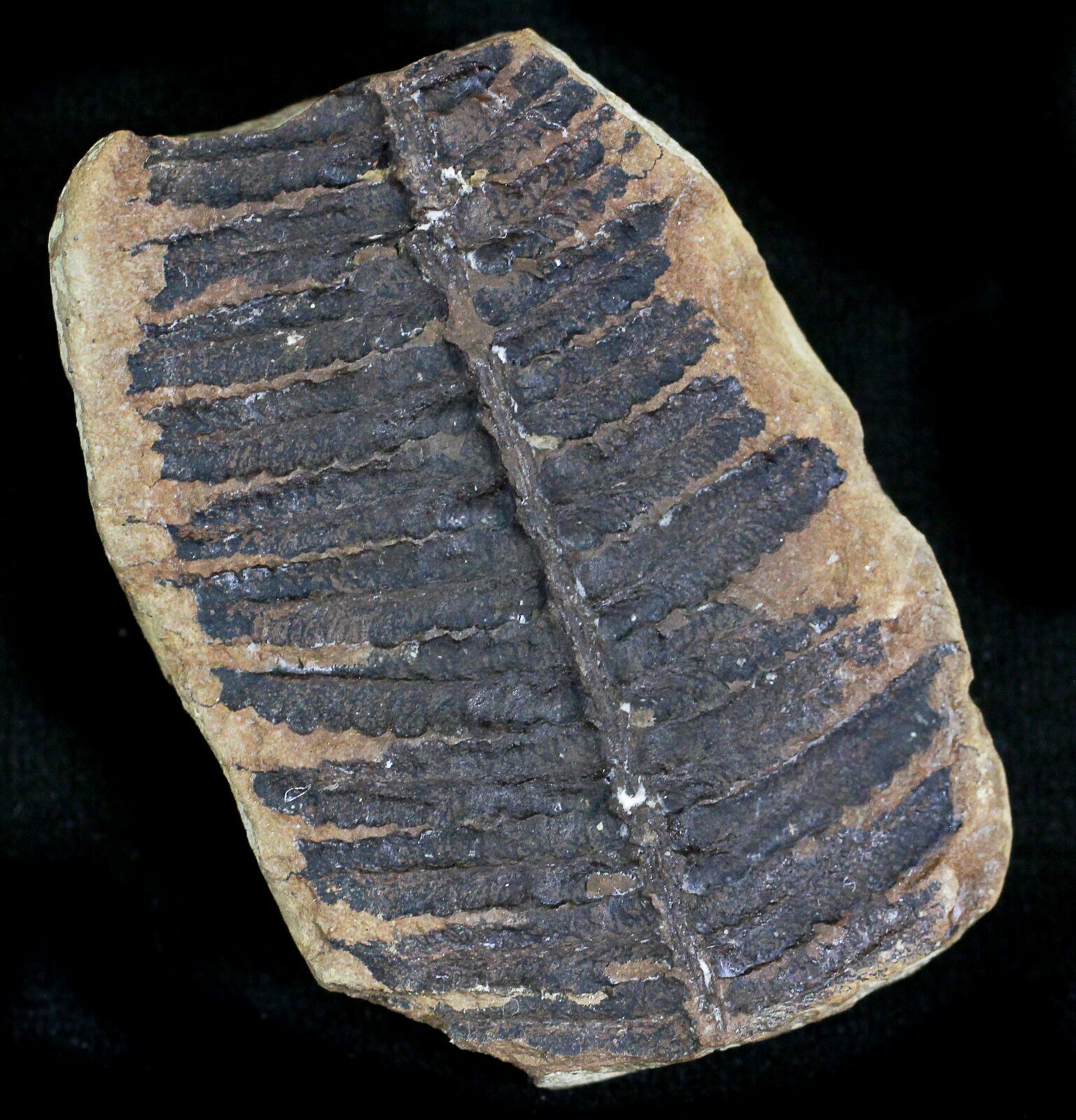 1.4" Pecopteris Fern Fossil - Mazon Creek For Sale (#28934) - FossilEra.com