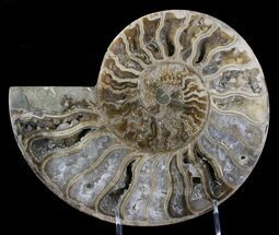 Fossils For Sale - FossilEra.com