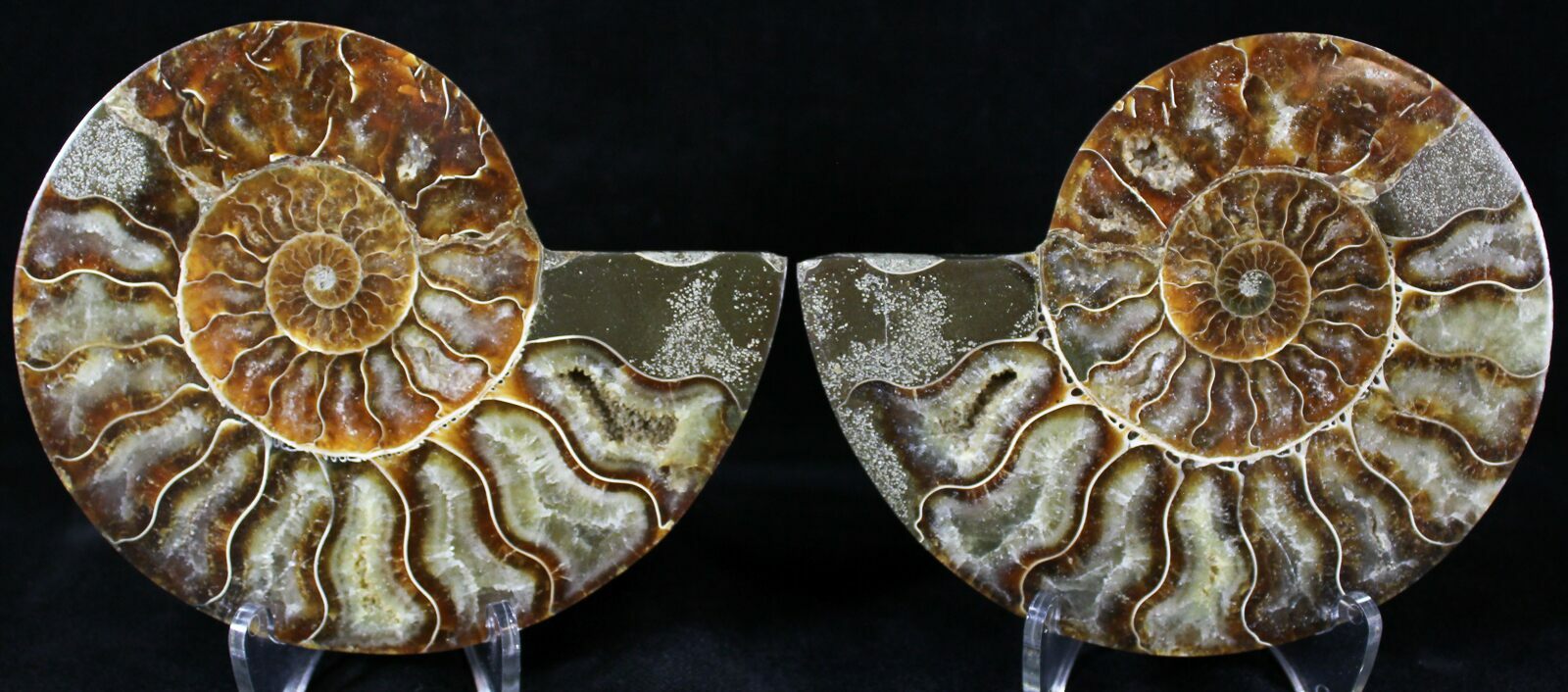 5" Polished Ammonite Pair - 110 Million Years (#29357) For Sale ...