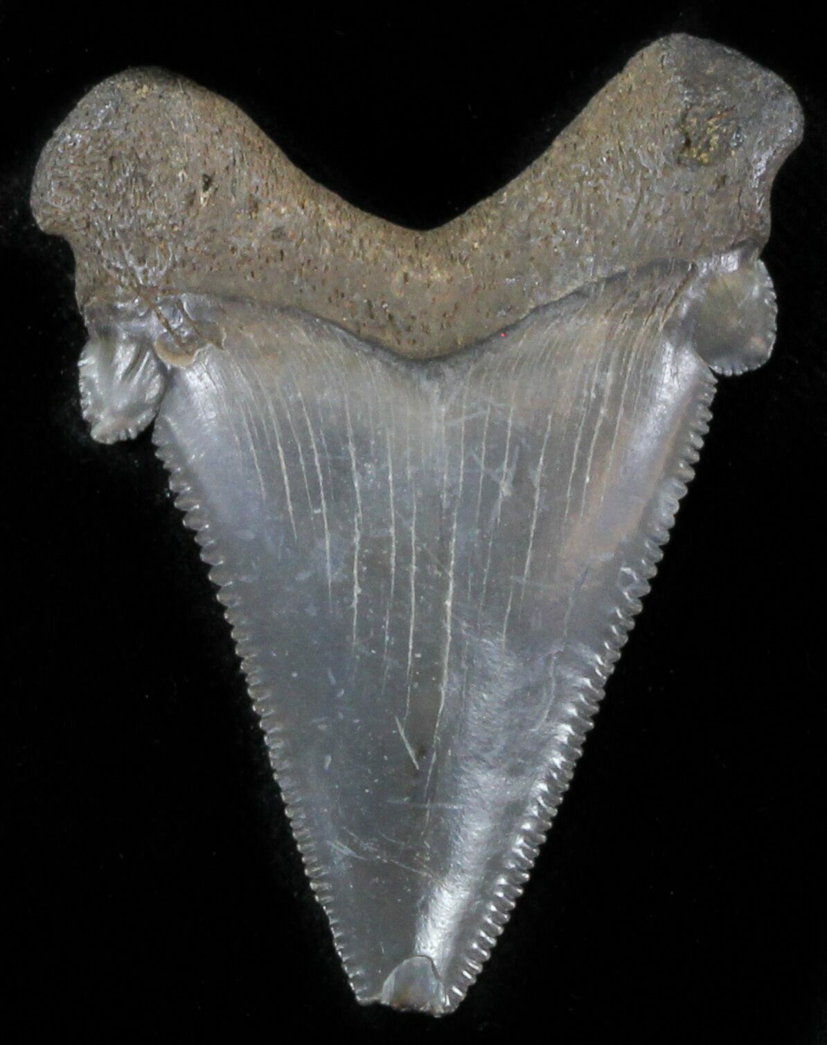 Bargain 1.85" Angustidens Tooth - Megalodon Ancestor (#30179) For Sale ...