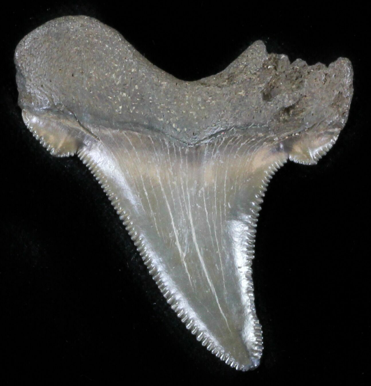 Bargain 1.83" Angustidens Tooth - Megalodon Ancestor (#30181) For Sale ...