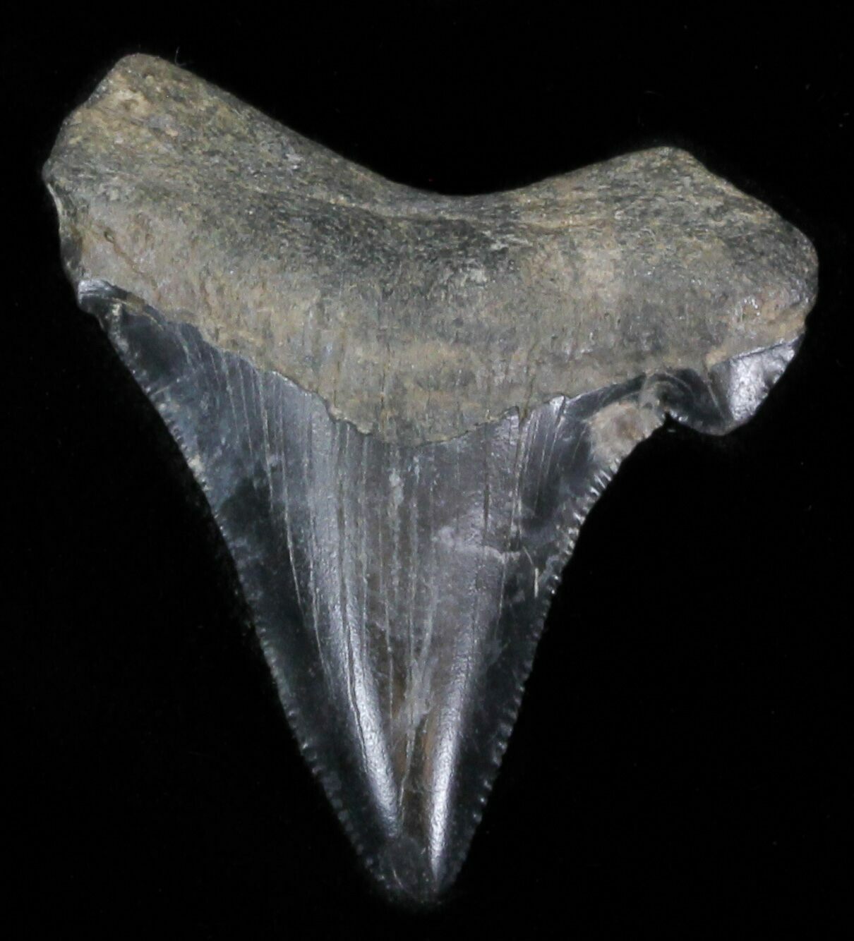Bargain 1.75" Angustidens Tooth - Megalodon Ancestor (#30186) For Sale ...