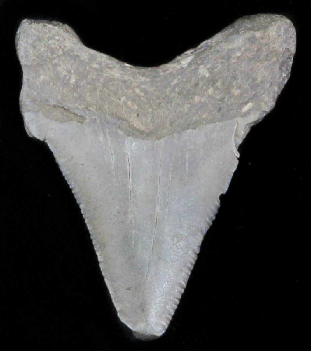 Bargain 1.6" Angustidens Tooth - Megalodon Ancestor (#30187) For Sale ...
