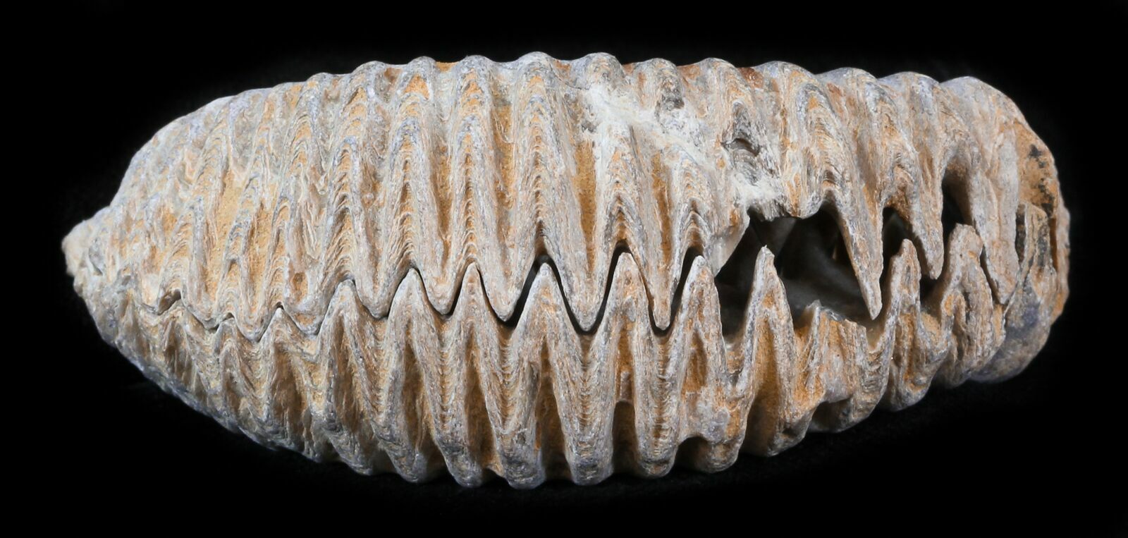 Cretaceous Fossil Oyster (Rastellum) - Madagascar (#30335) For Sale ...